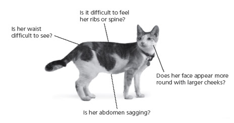 Weight Management in Cats - Burnhamthorpe Animal Hospital